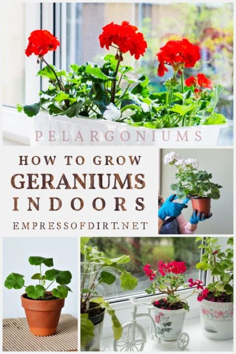 How to Grow Geraniums Indoors as Houseplants