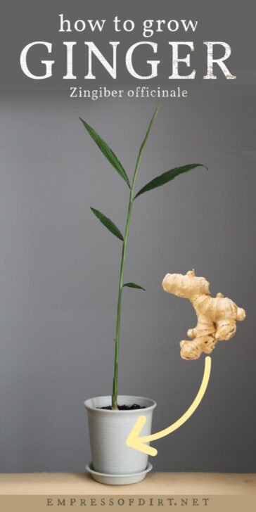 Easy Way to Grow Ginger Root Indoors | Empress of Dirt