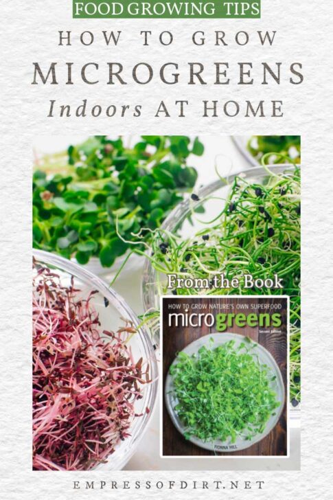 How to Grow Microgreens Indoors — Empress of Dirt