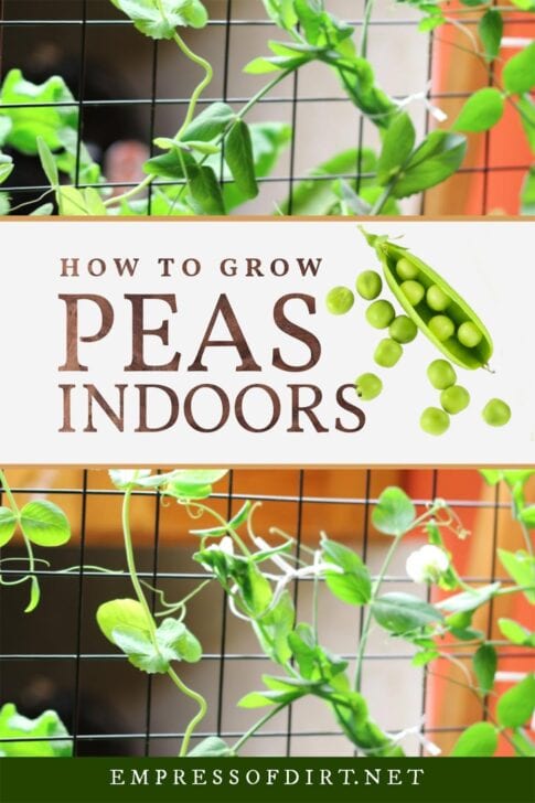 How to Grow Peas Indoors | Empress of Dirt