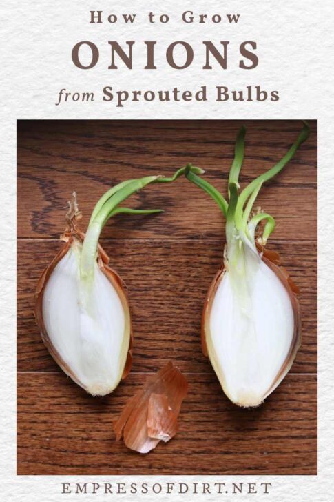 Onion Sprouted in Your Kitchen—Can You Grow It? Or Eat it?