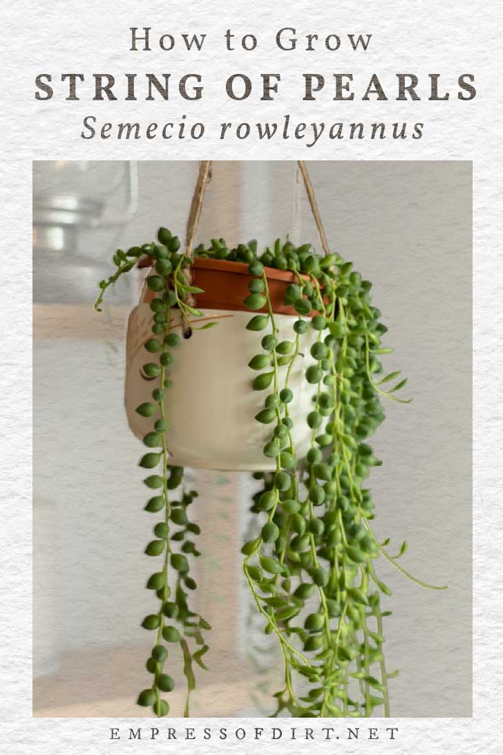 How to Grow String of Pearls (Semecio rowleyannus)