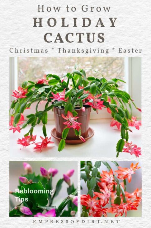 How to Care for Christmas Cactus as a Houseplant Year-round