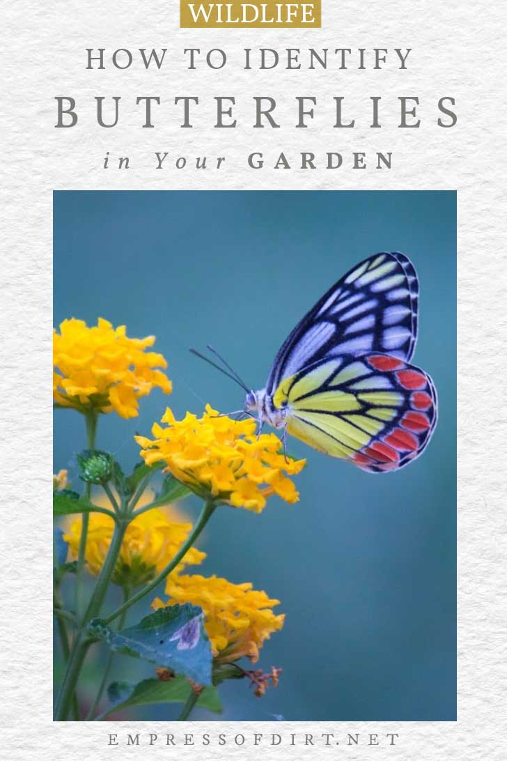 How to Identify Butterflies in Your Garden — Empress of Dirt