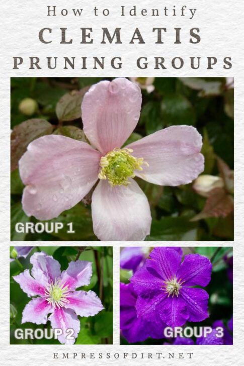 Types of Clematis & How to Identify Yours — Empress of Dirt