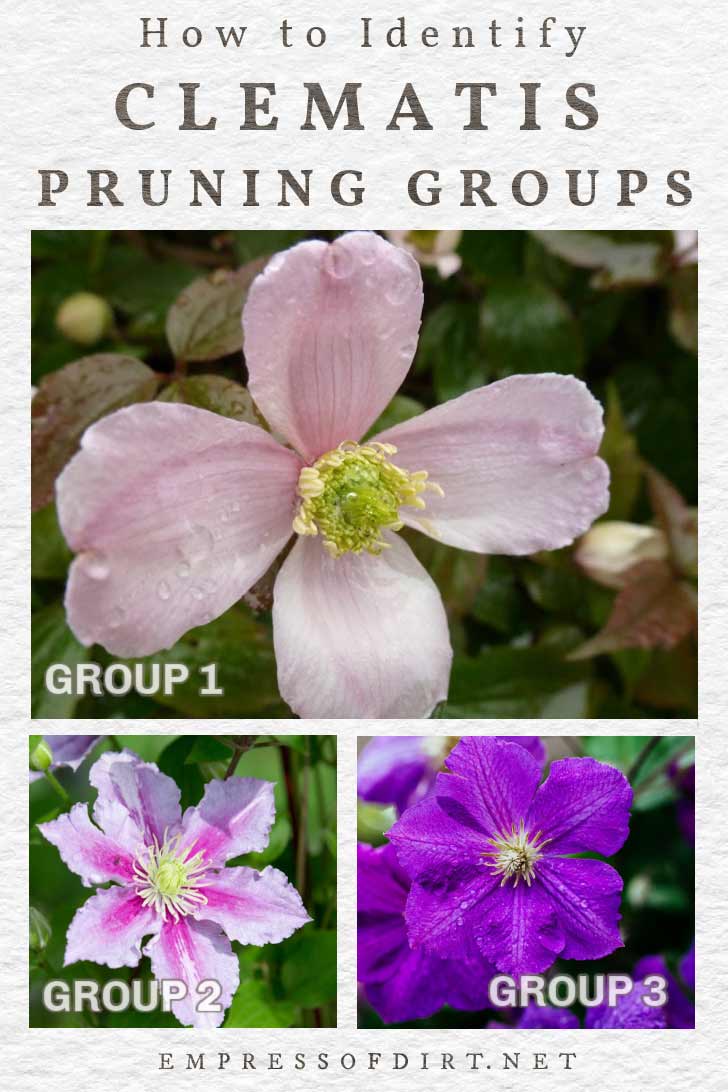 Types of Clematis & How to Identify Yours — Empress of Dirt