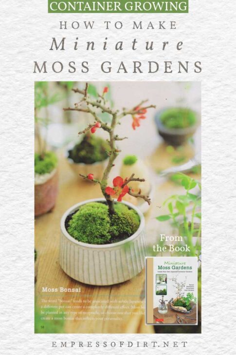 Make a Miniature Moss Bonsai Garden