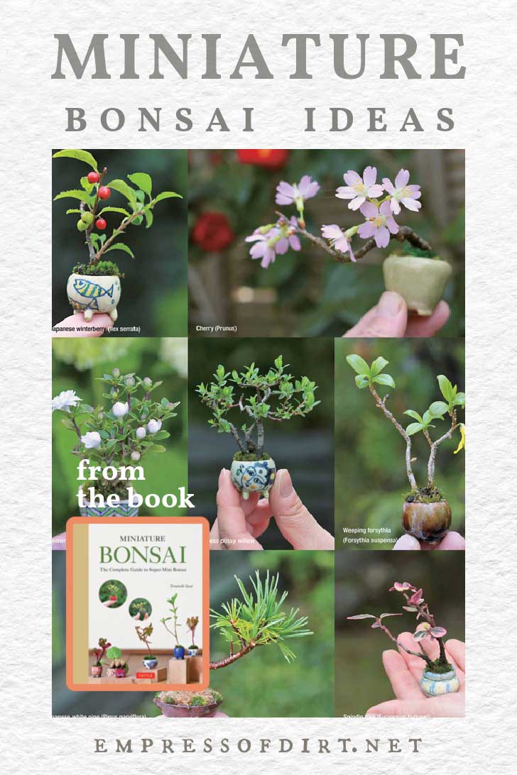How to Make Super-Mini Bonsai — Empress of Dirt