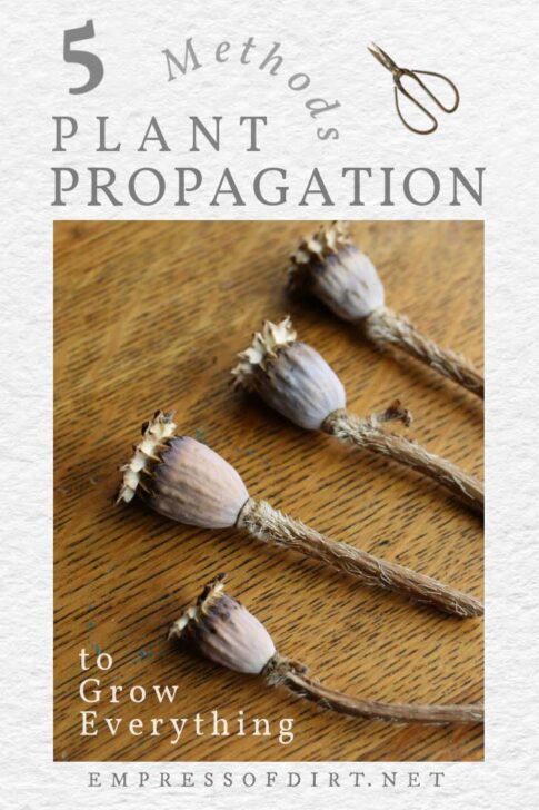 5 Essential Plant Propagation Methods to Grow Everything