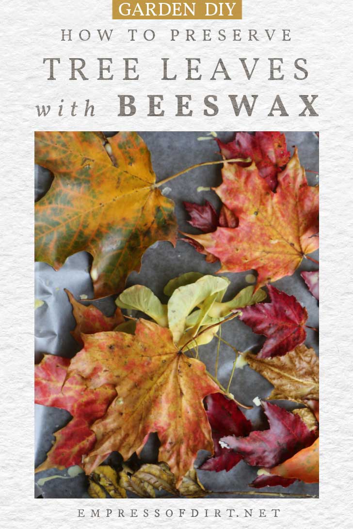 How To Preserve Leaves With Beeswax