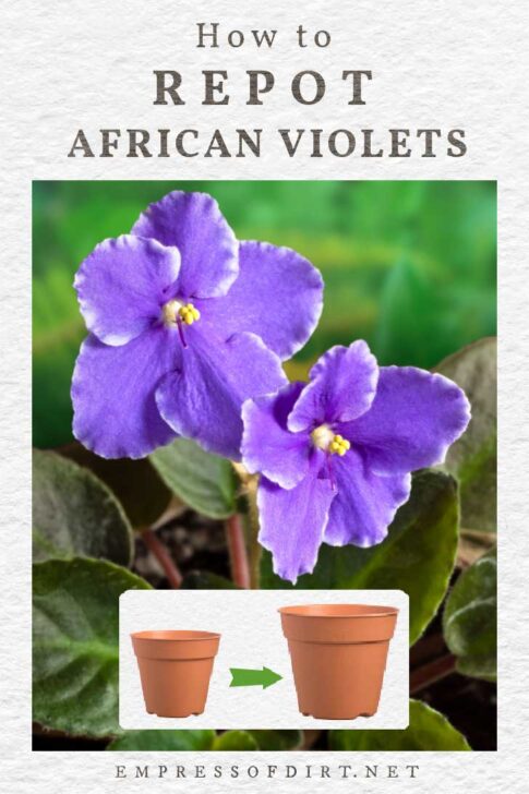 How to Repot African Violets | Empress of Dirt