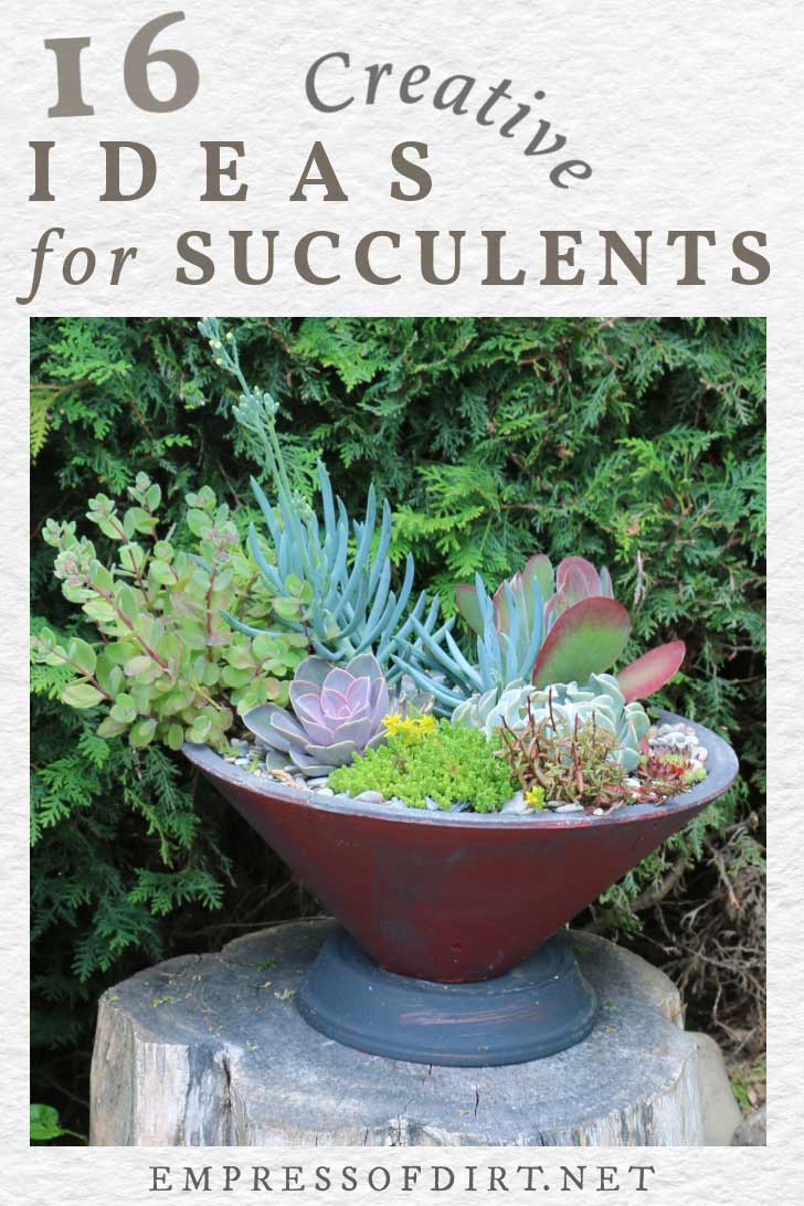 16 Succulent Planter Ideas With Plant Recommendations