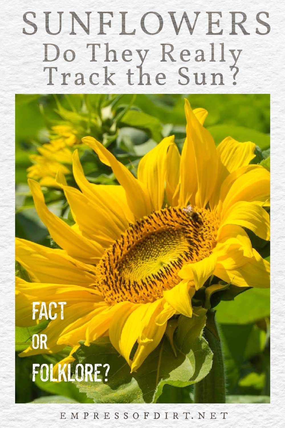 Do Sunflowers Really Track the Sun? — Empress of Dirt