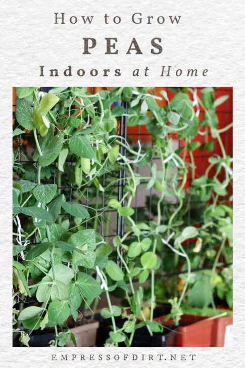 How to Grow Peas Indoors | Empress of Dirt