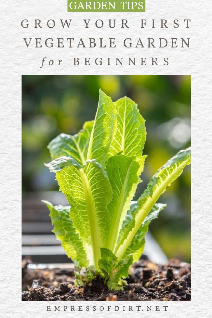 How to Grow Your First Vegetable Garden (Right Now)