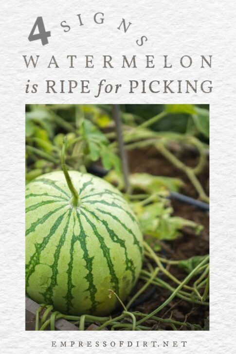 How to Tell Watermelon is Ripe & Ready to Pick — Empress of Dirt
