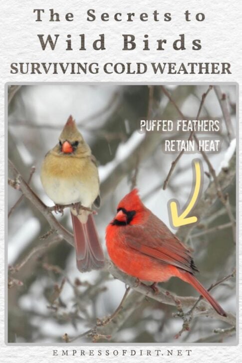 How Wild Birds Survive in Freezing Weather — Empress of Dirt