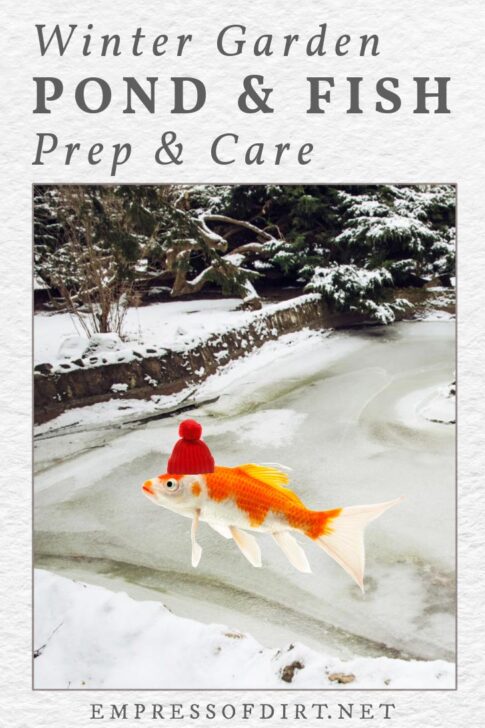 How to Winterize Your Fish Pond (6 Timely Tips)