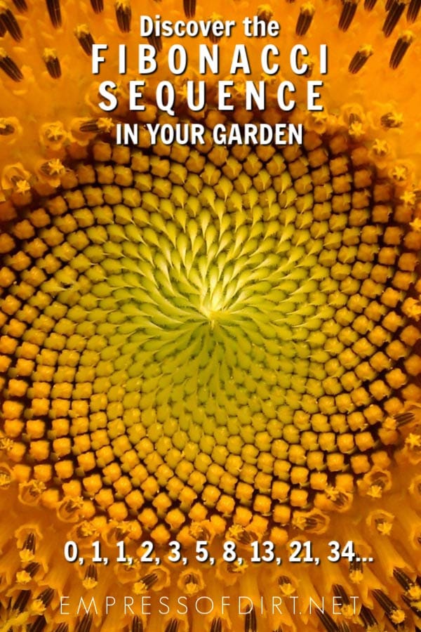 The Beauty of the Fibonacci Sequence in the Garden | Empress of Dirt