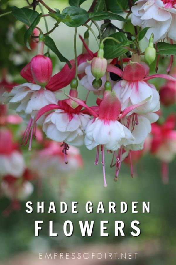 Colorful Flowering Plants for Shade Gardens | Empress of Dirt