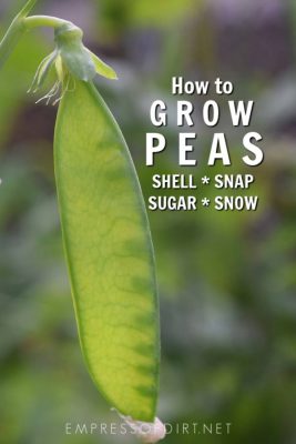 How to Grow Peas (Shell Snap Sugar Snow) | Empress of Dirt