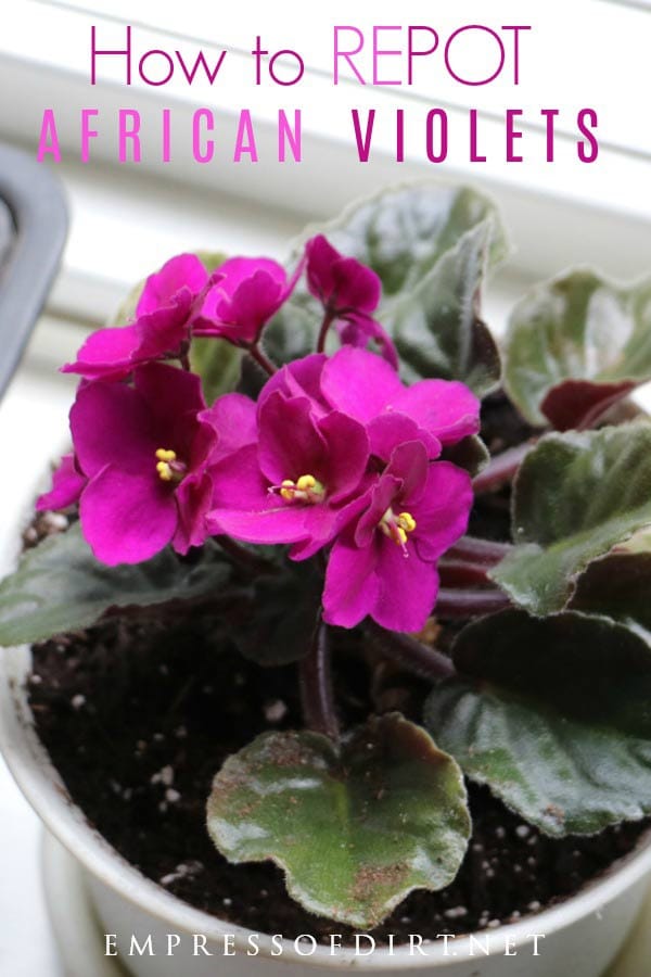 How to Repot African Violets | Empress of Dirt
