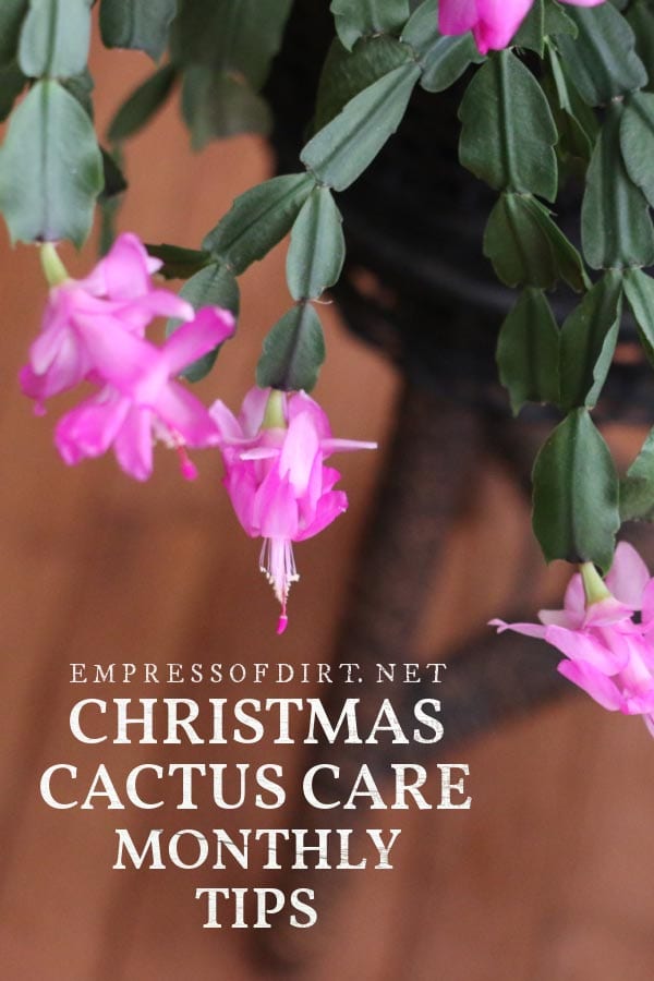 How to Care for Christmas Cactus as a Houseplant Year-round