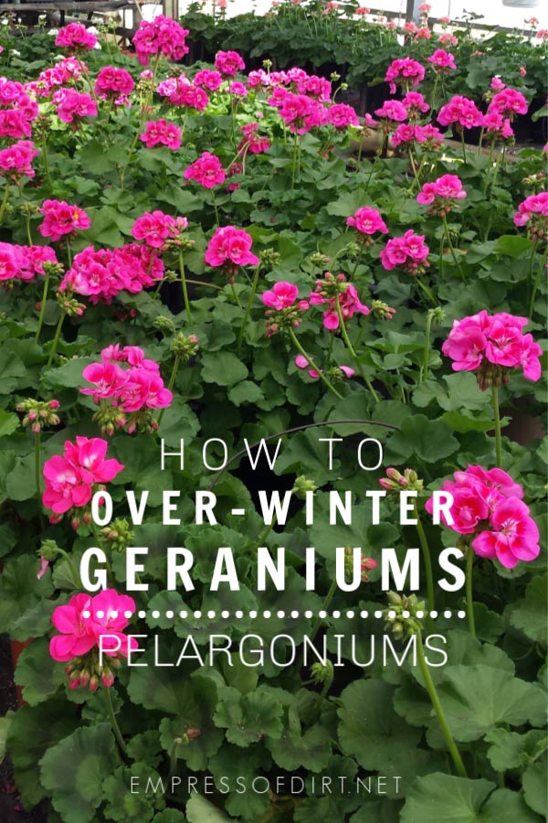 How to Overwinter Zonal Geraniums | Pelargoniums | Empress of Dirt