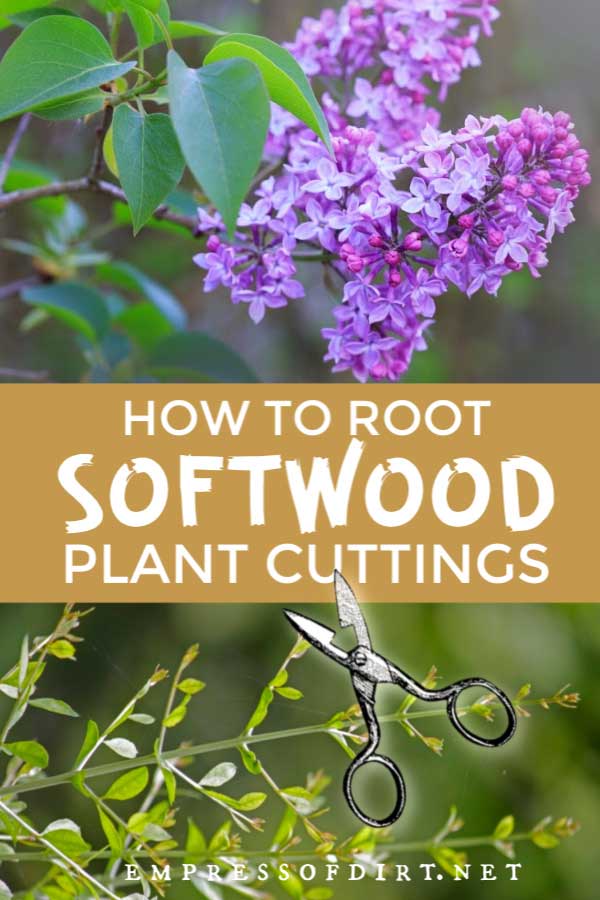How to Grow Softwood Cuttings (7 Easy Steps) | Empress of Dirt