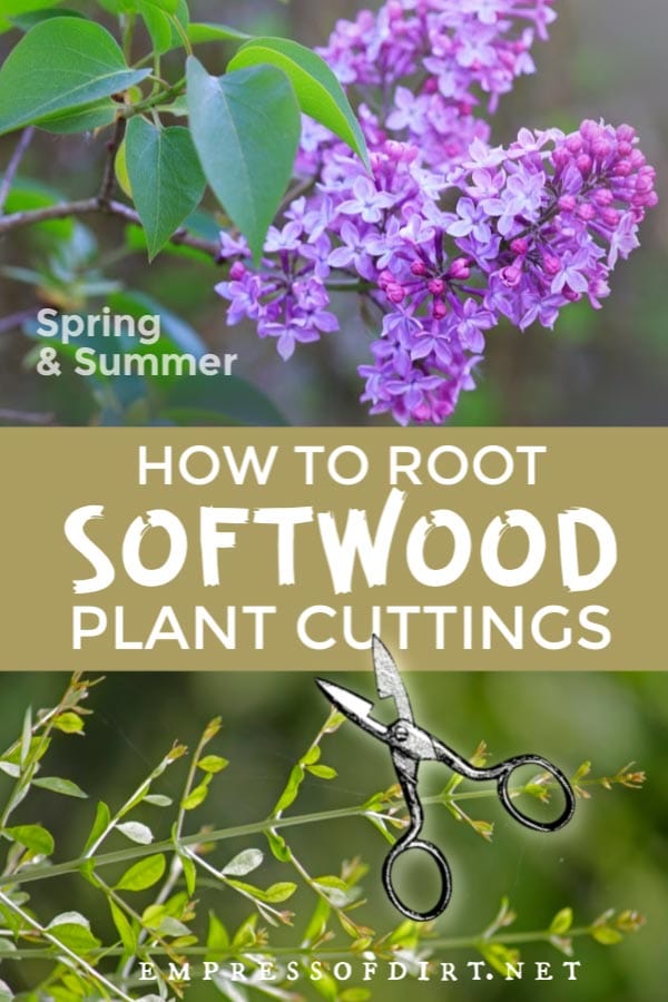 How to Grow Softwood Cuttings (7 Easy Steps) | Empress of Dirt