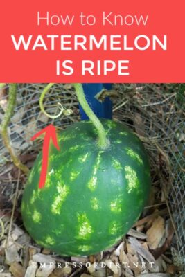 How to Tell Watermelon is Ripe & Ready to Pick — Empress of Dirt