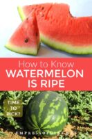 4 Signs Watermelon is Ripe for Picking | Empress of Dirt