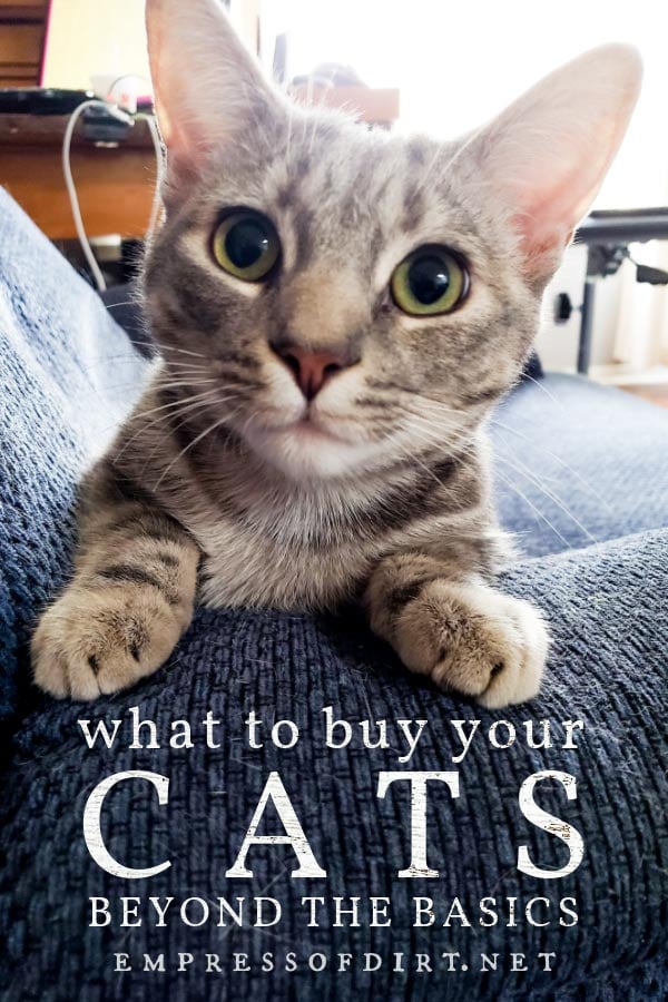 What To Buy Your New Cat Beyond The Basics Empress Of Dirt What To Buy Your New Cat Beyond The Basics Empress Of Dirt