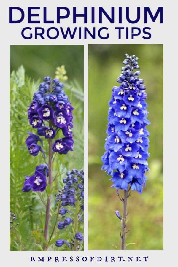 How to Grow Delphiniums | Empress of Dirt