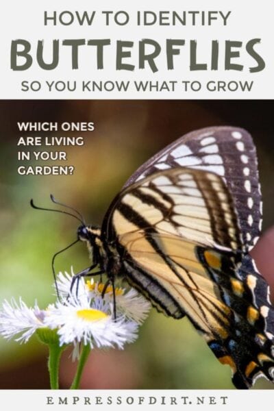 How to Identify Butterflies in Your Garden | Empress of Dirt