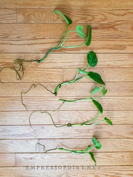 How to Root Pothos Cuttings