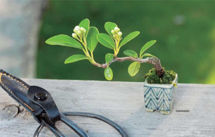 How to Make Super-Mini Bonsai — Empress of Dirt