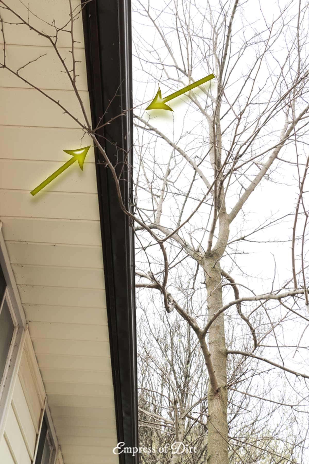 How to Safely Prune Hard-to-Reach Tree Branches — Empress of Dirt