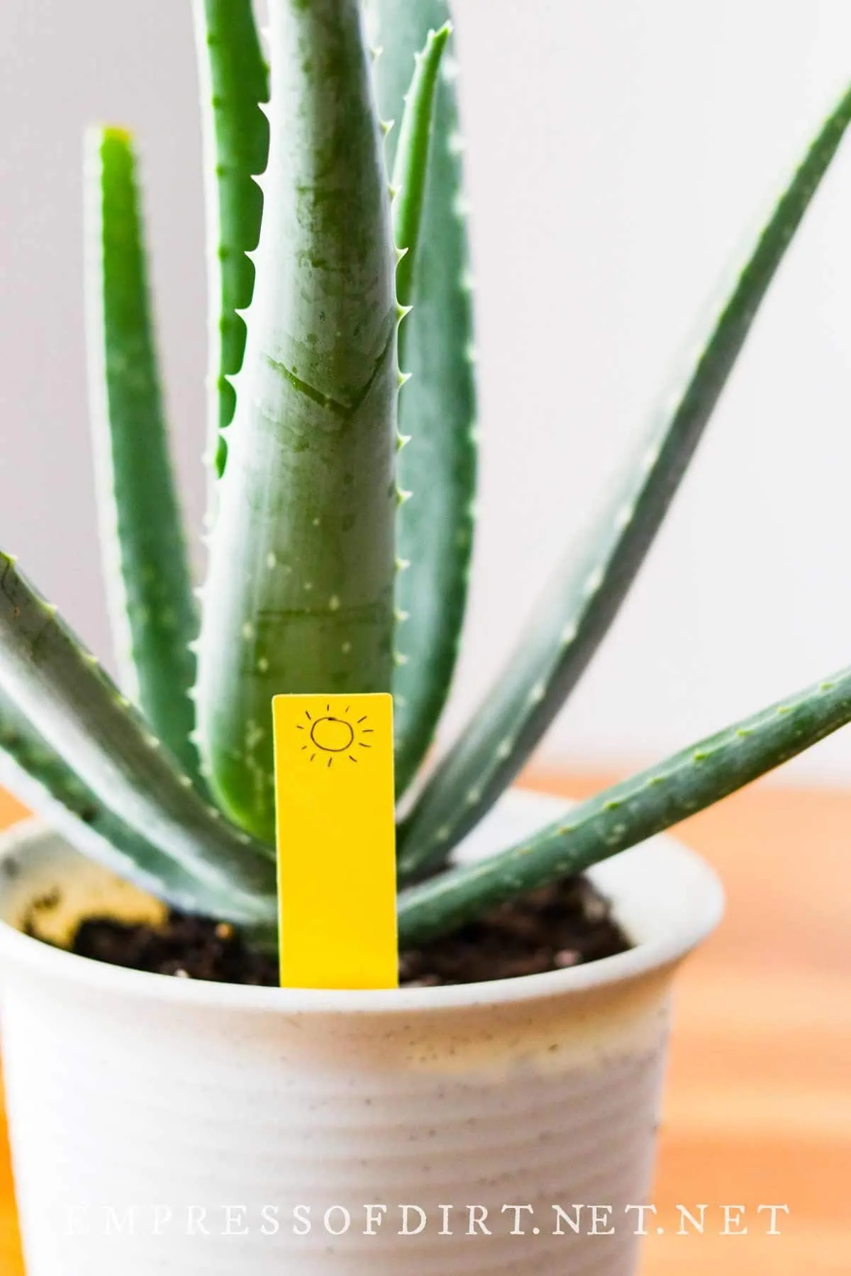 Aloe Vera: How To Propagate New Plants From Pups