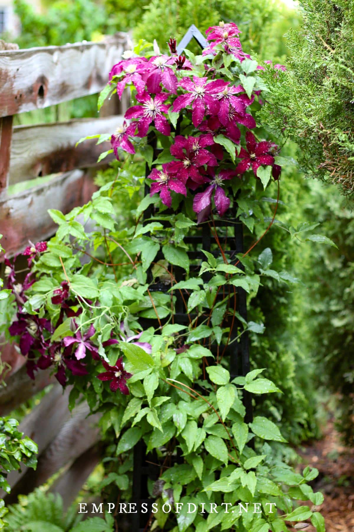 Why Your Clematis is Not Blooming and How to Get Flowers