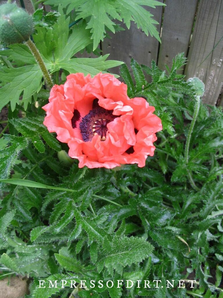 Irresistible Reasons to Grow Poppies (Favorite Flower Pictures)