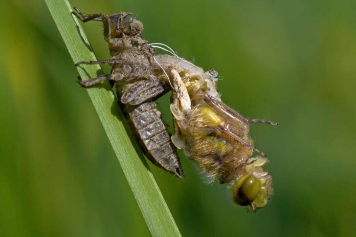 How To Welcome Dragonflies To Your Garden