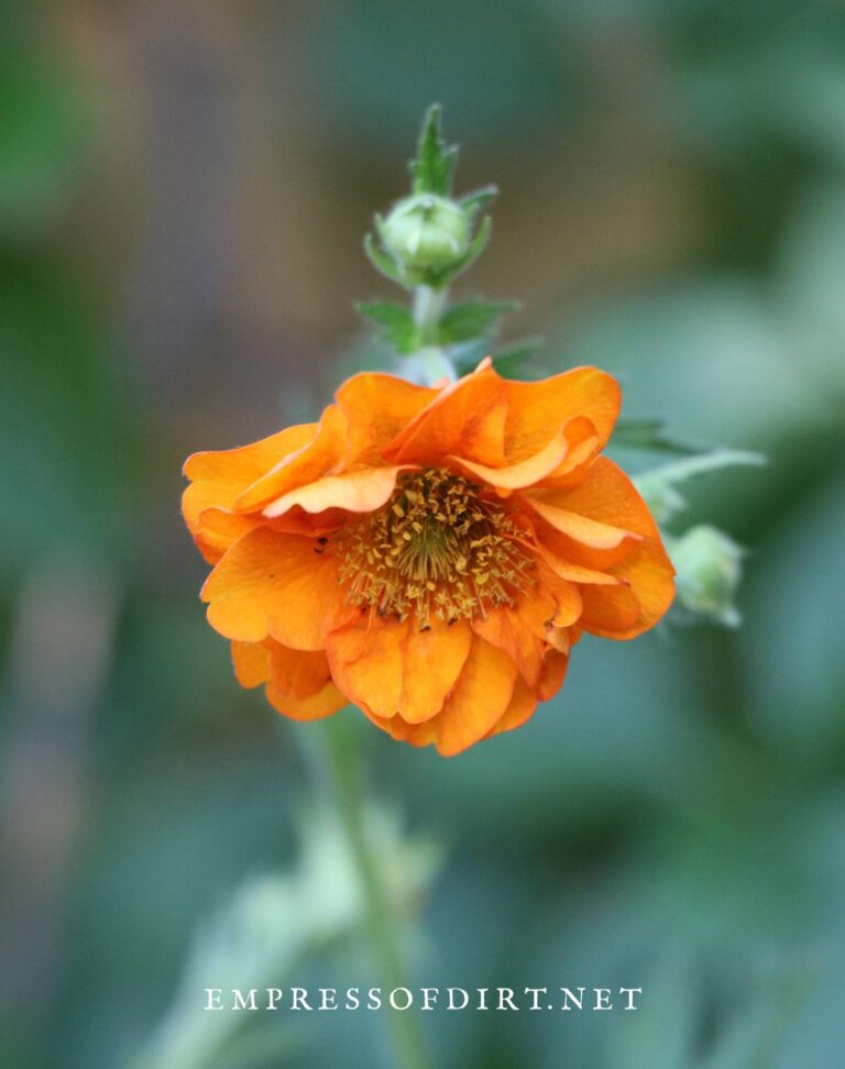 14 Delightful Early Summer Flowering Perennials — Empress of Dirt