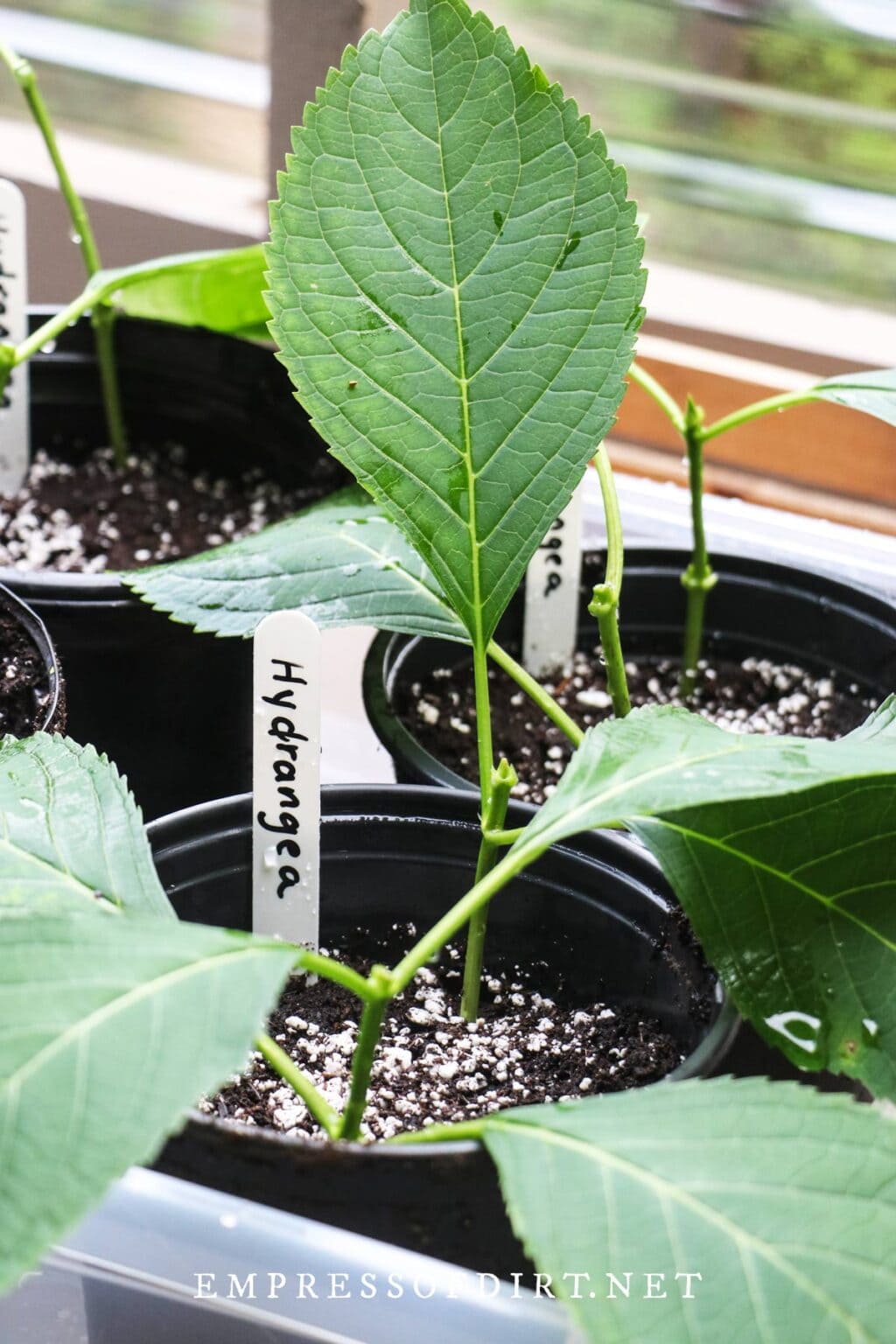 How To Grow Hydrangea From Cuttings — Empress of Dirt