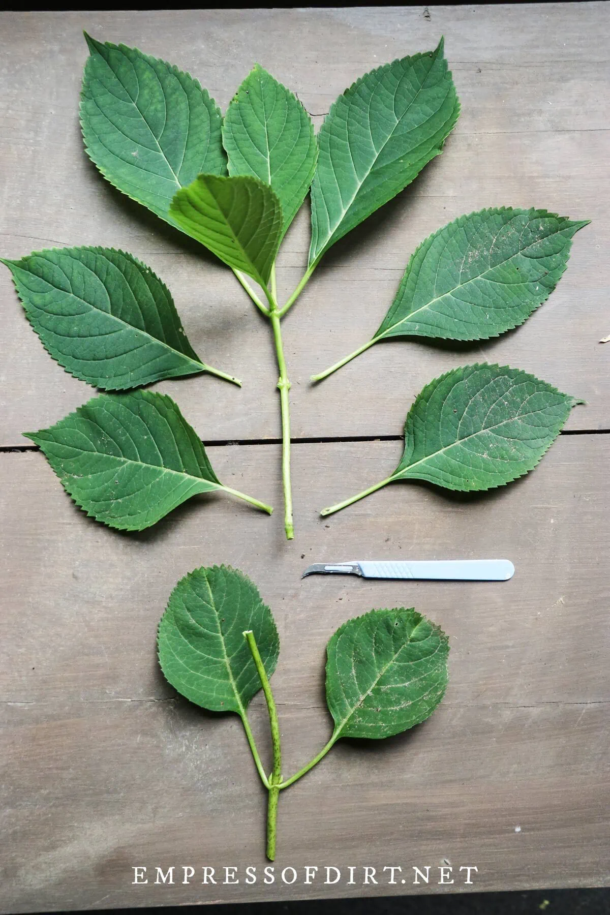 How To Grow Hydrangea From Cuttings — Empress of Dirt