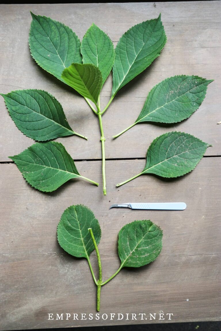 How To Grow Hydrangea From Cuttings — Empress of Dirt