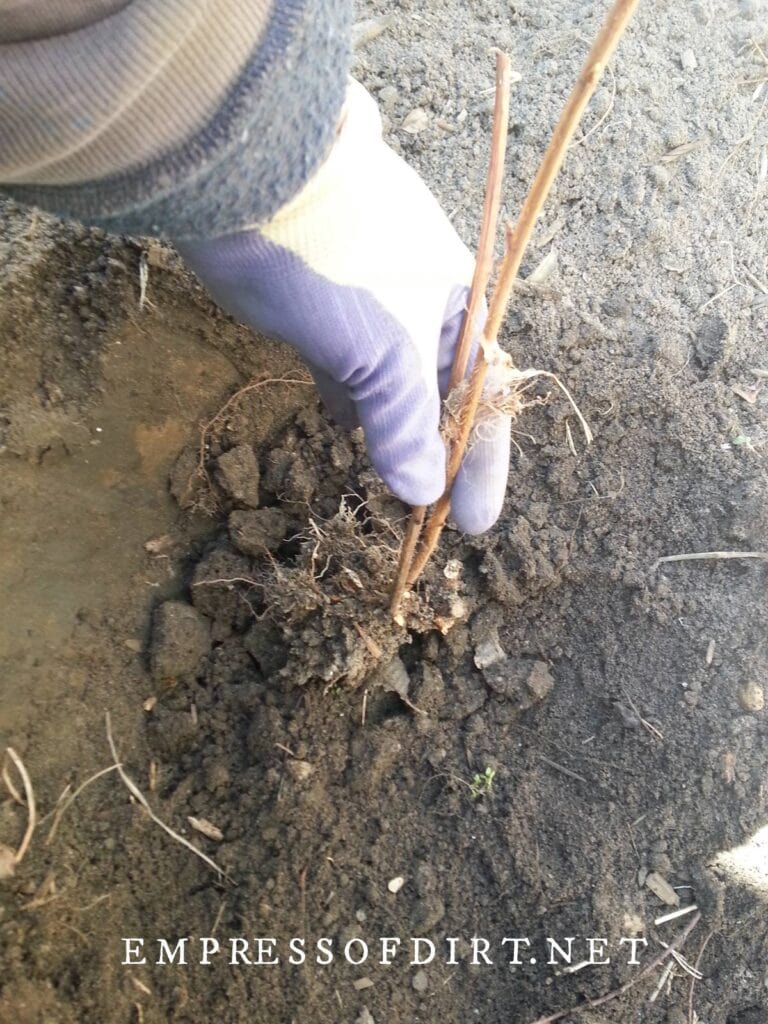 How to Transplant Raspberries and Grow More Fruit — Empress of Dirt