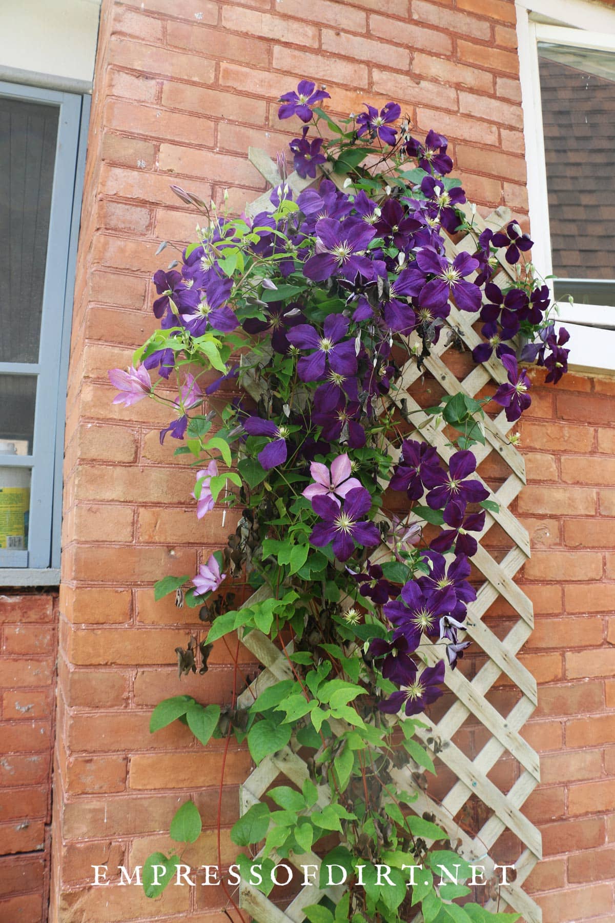 Tips for Choosing the Right Clematis Trellis