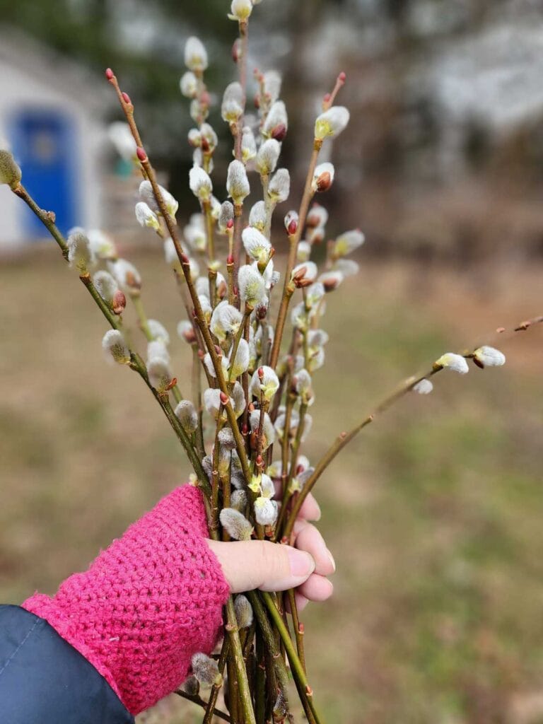 How to Cut & Display Pussy Willow Branches Indoors