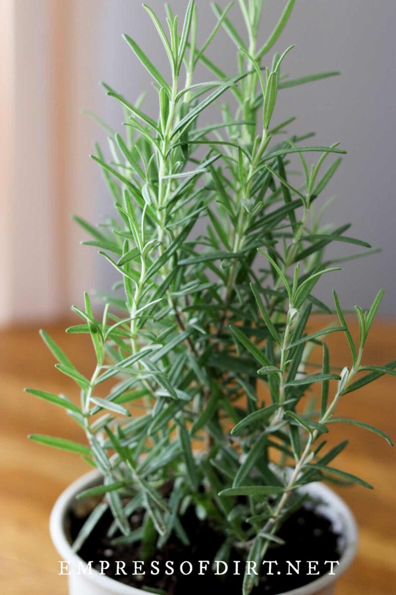 How To Grow Rosemary From Cuttings (Indoors or Outdoors)